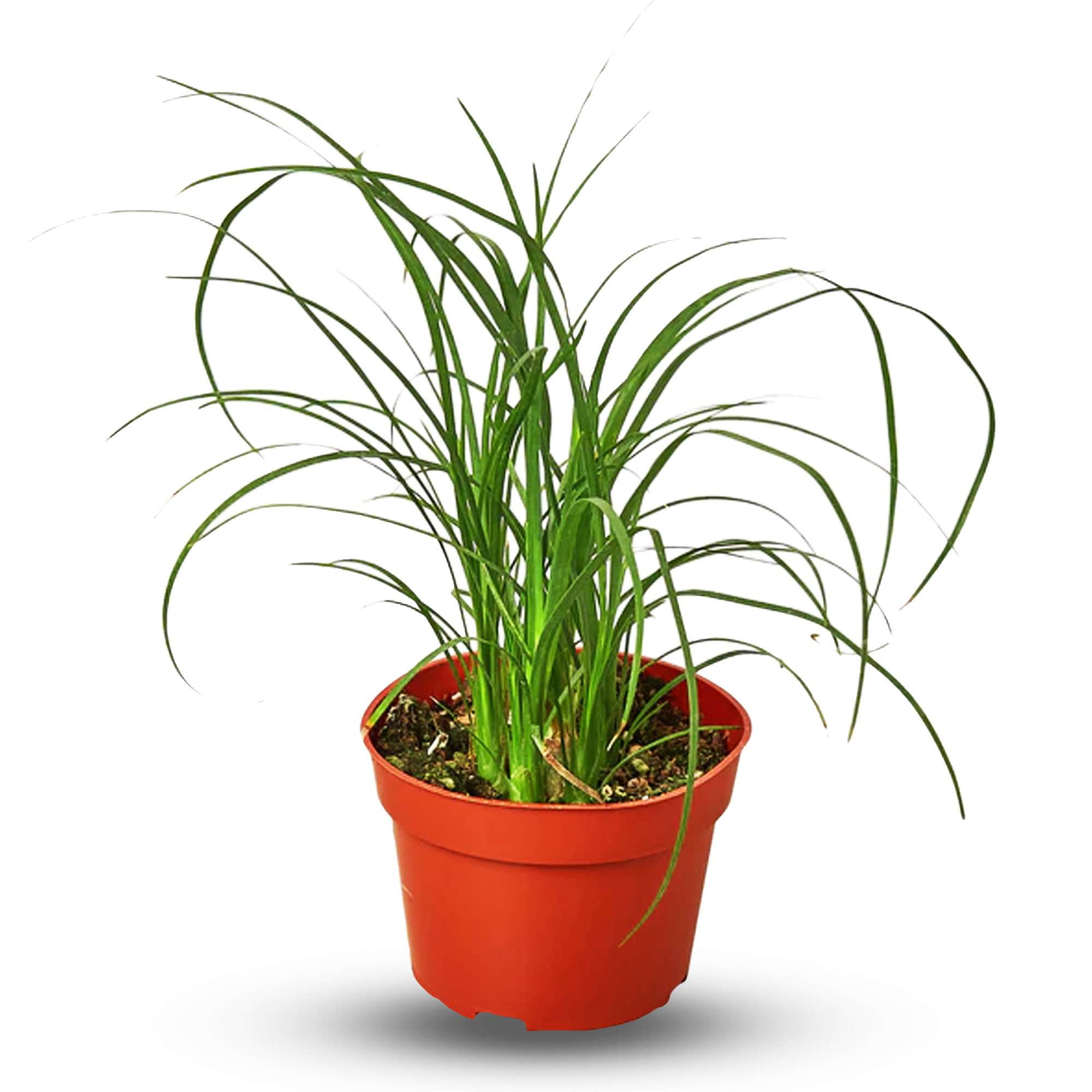 Palm Ponytail Live Plant for Indoor | Different Houseplants in 4'' & 6 ...