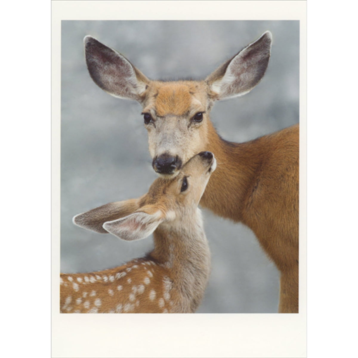 Palm Press Brown Doe Nuzzling with Brown and White Spotted Fawn Box of ...