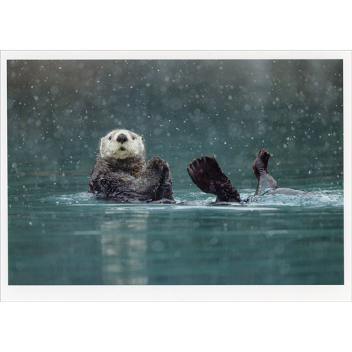 Palm Press Floating Otter with Feet Sticking Out of Water Photo Box of ...