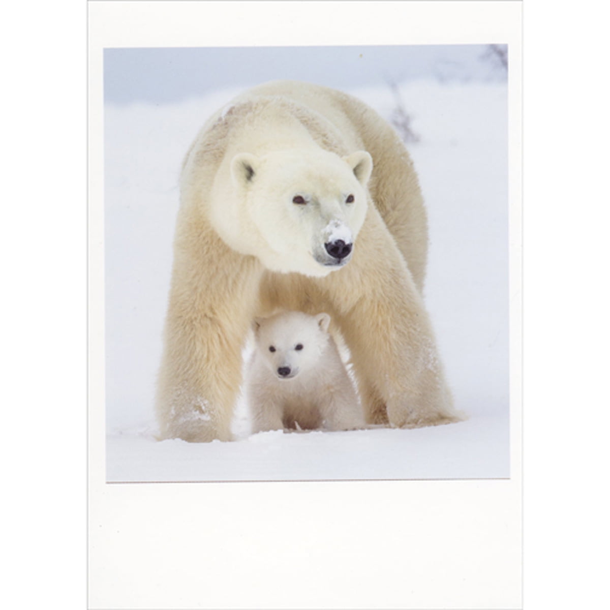 Palm Press Polar Bear Cub Underneath Polar Bear Photo Box of 10 ...