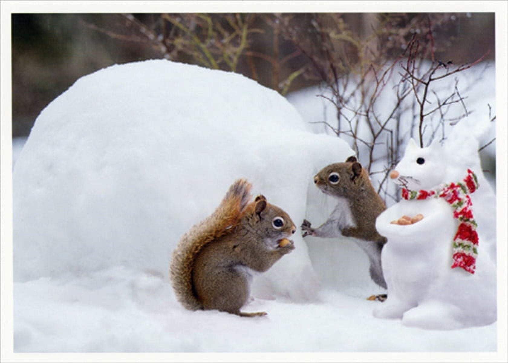 Palm Press Squirrels, Igloo and Snow Squirrel Cute Box of 10 Christmas ...