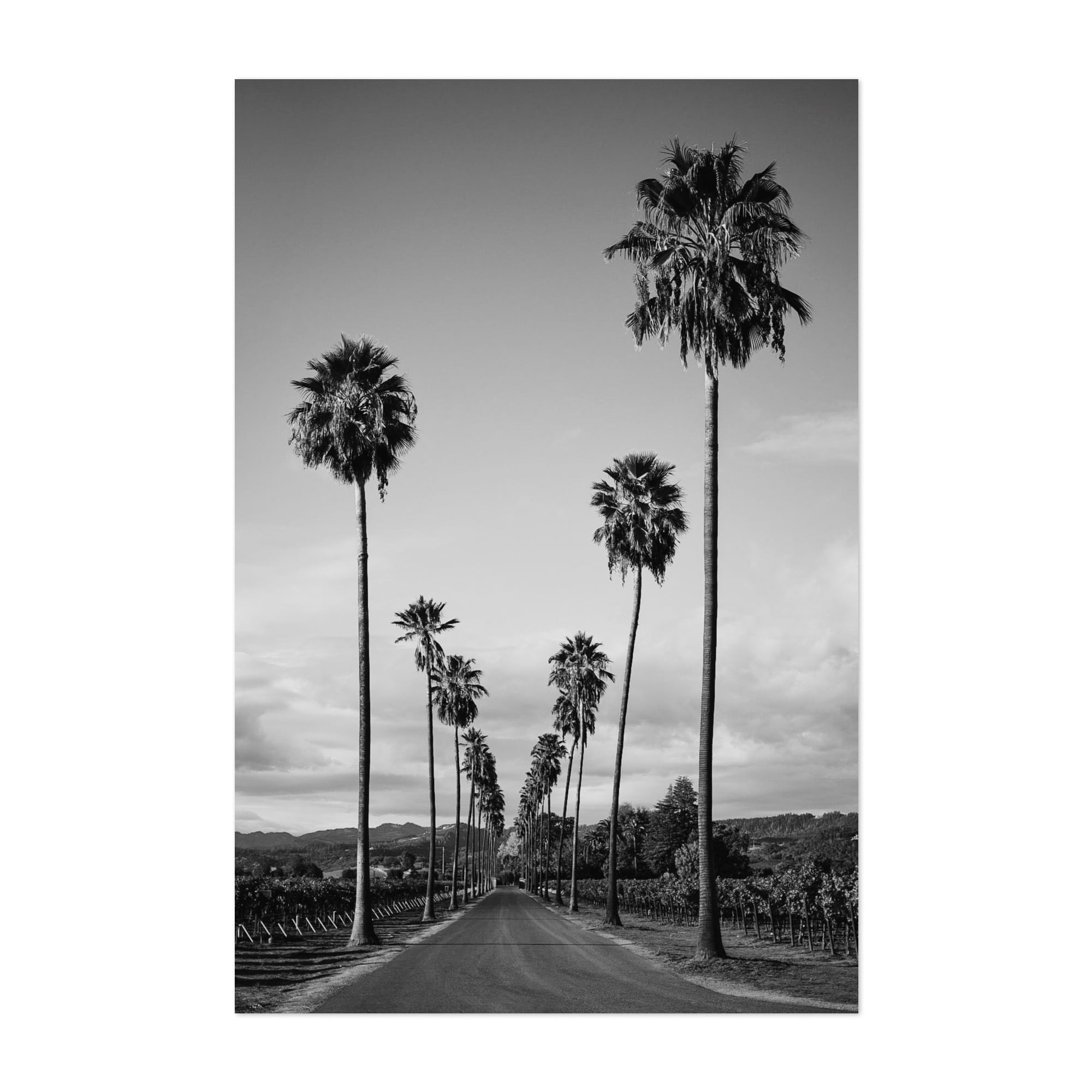 Palm Row in Black-and-White - California Photography Unframed Wall Art ...
