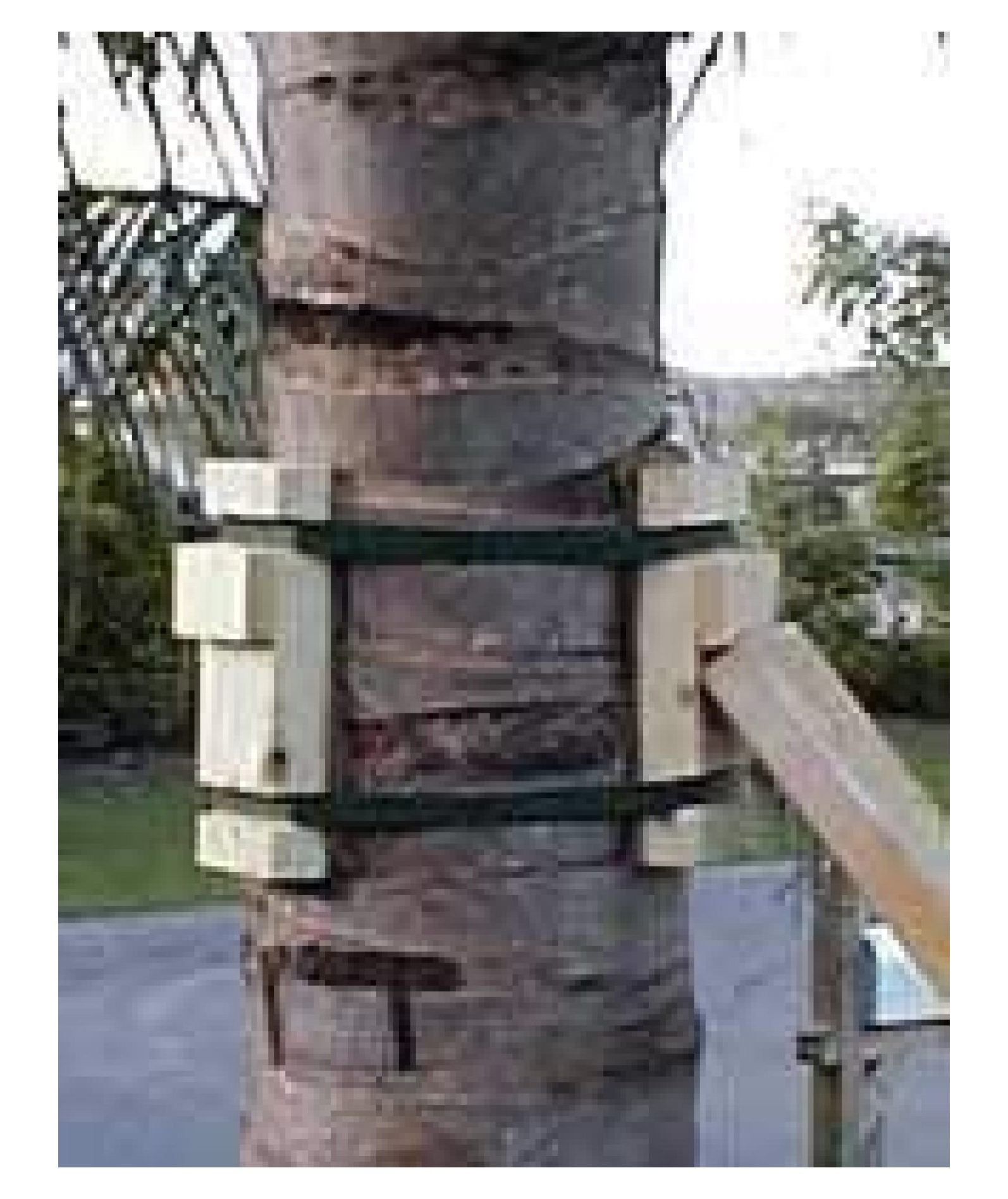 Palm Tree Brace - Walmart.com