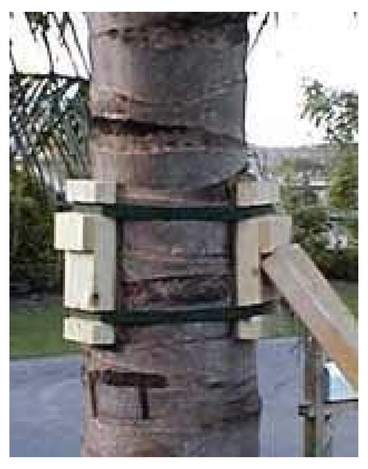 Palm Tree Brace - Walmart.com
