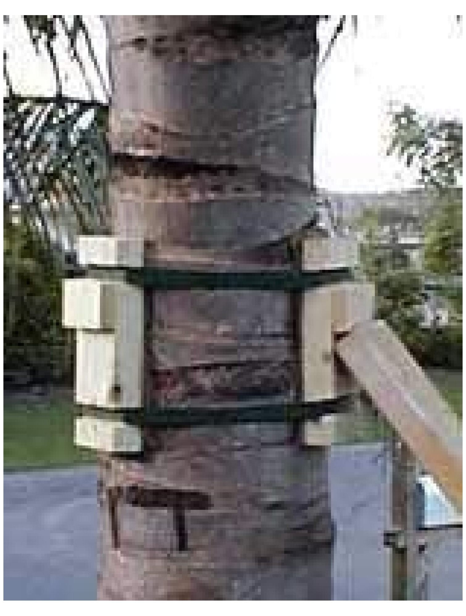 Palm Tree Brace - Walmart.com