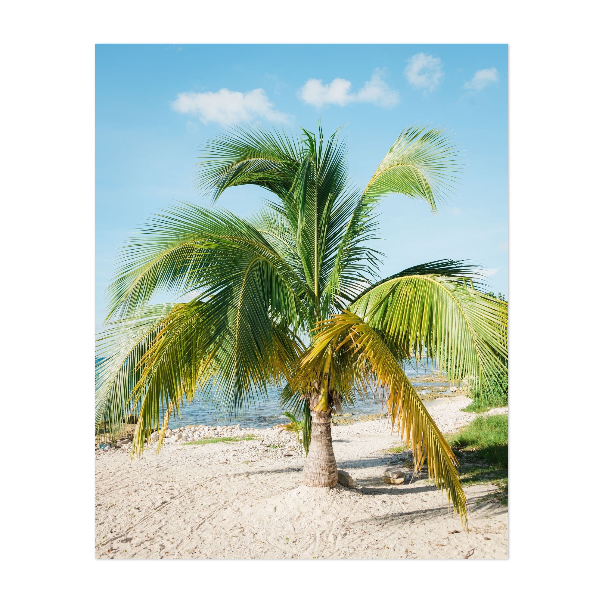 Palm Tree, Cozumel 01 - San Miguel de Cozumel Quintana Roo Mexico Photography Palm Tree Beach ...