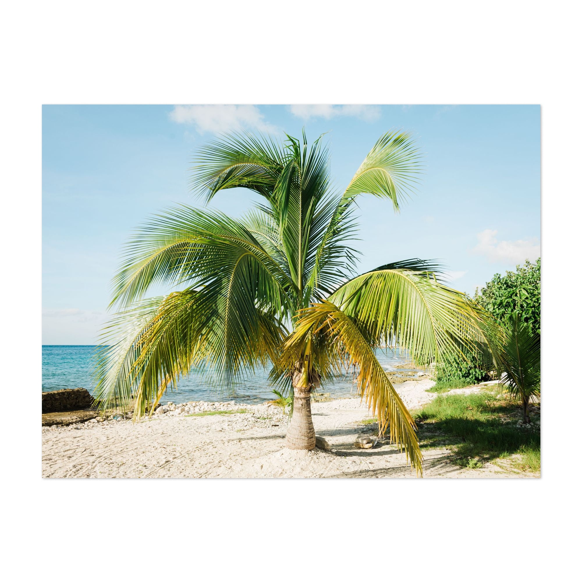 Palm Tree, Cozumel 02 - San Miguel de Cozumel Quintana Roo Mexico ...