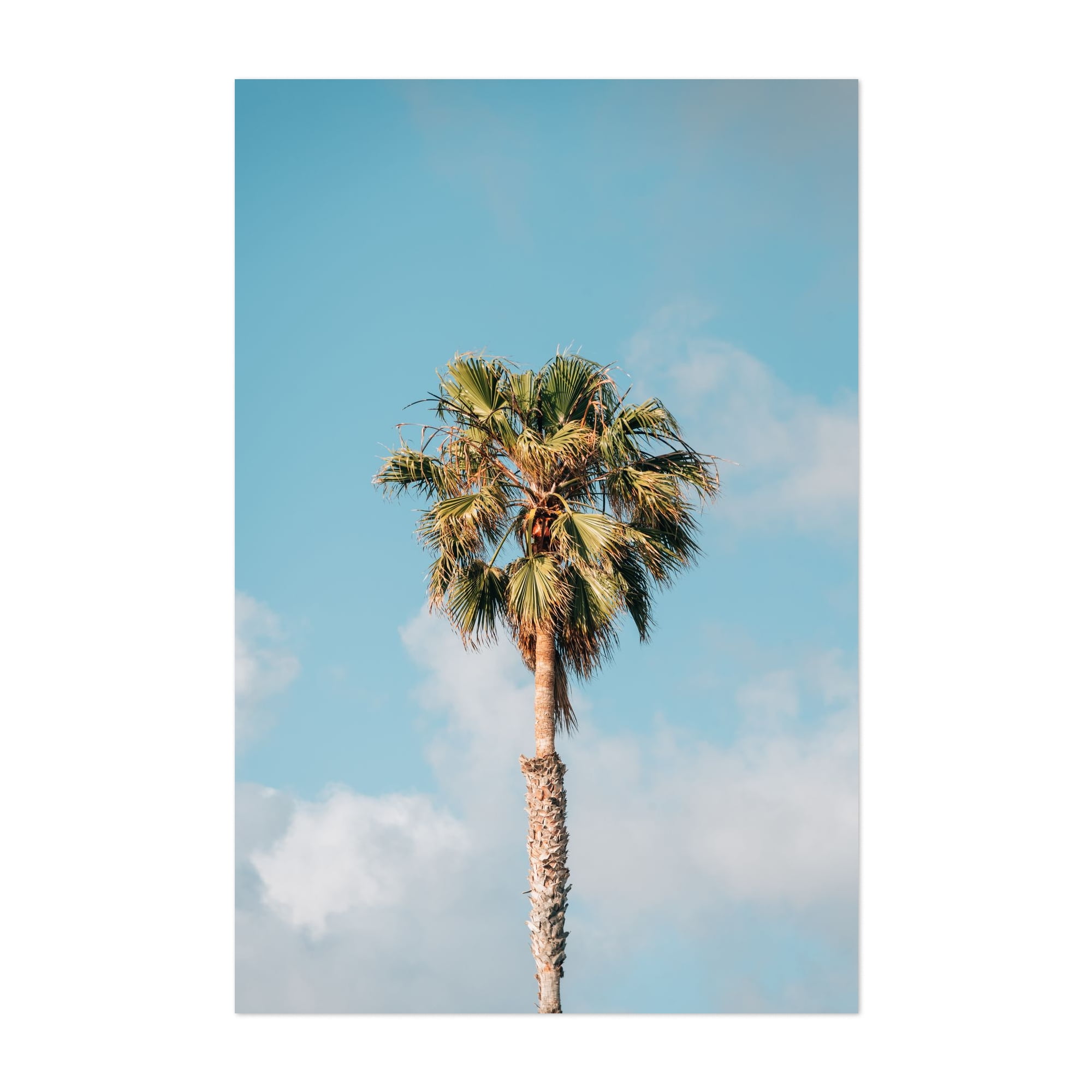 Palm Tree, Del Mar - Del Mar California Photography Unframed Wall Art ...