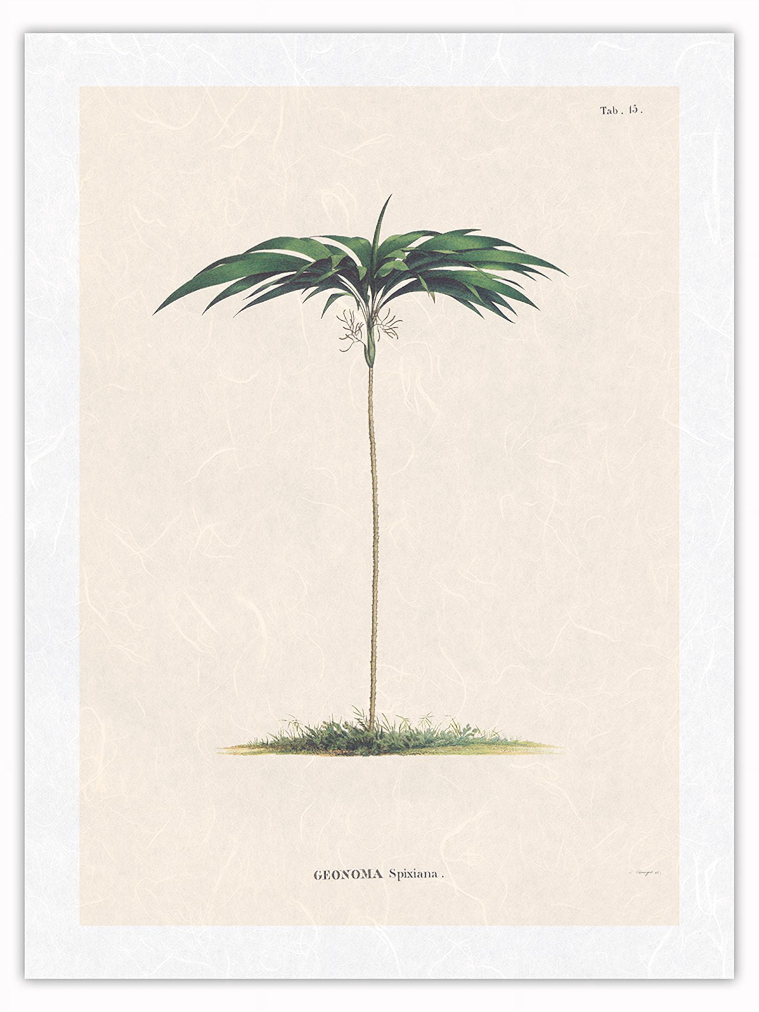 Palm Tree (Geonoma Spixiana) - Vintage Botanical Illustration by Carl ...