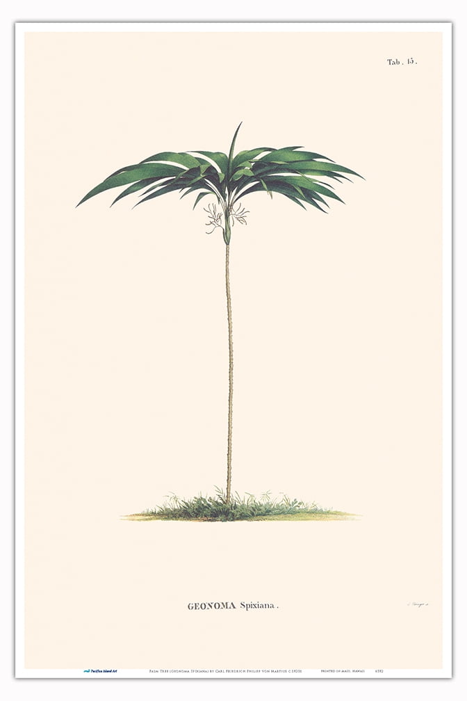 Palm Tree (Geonoma Spixiana) - Vintage Botanical Illustration by Carl Friedrich Philipp von ...