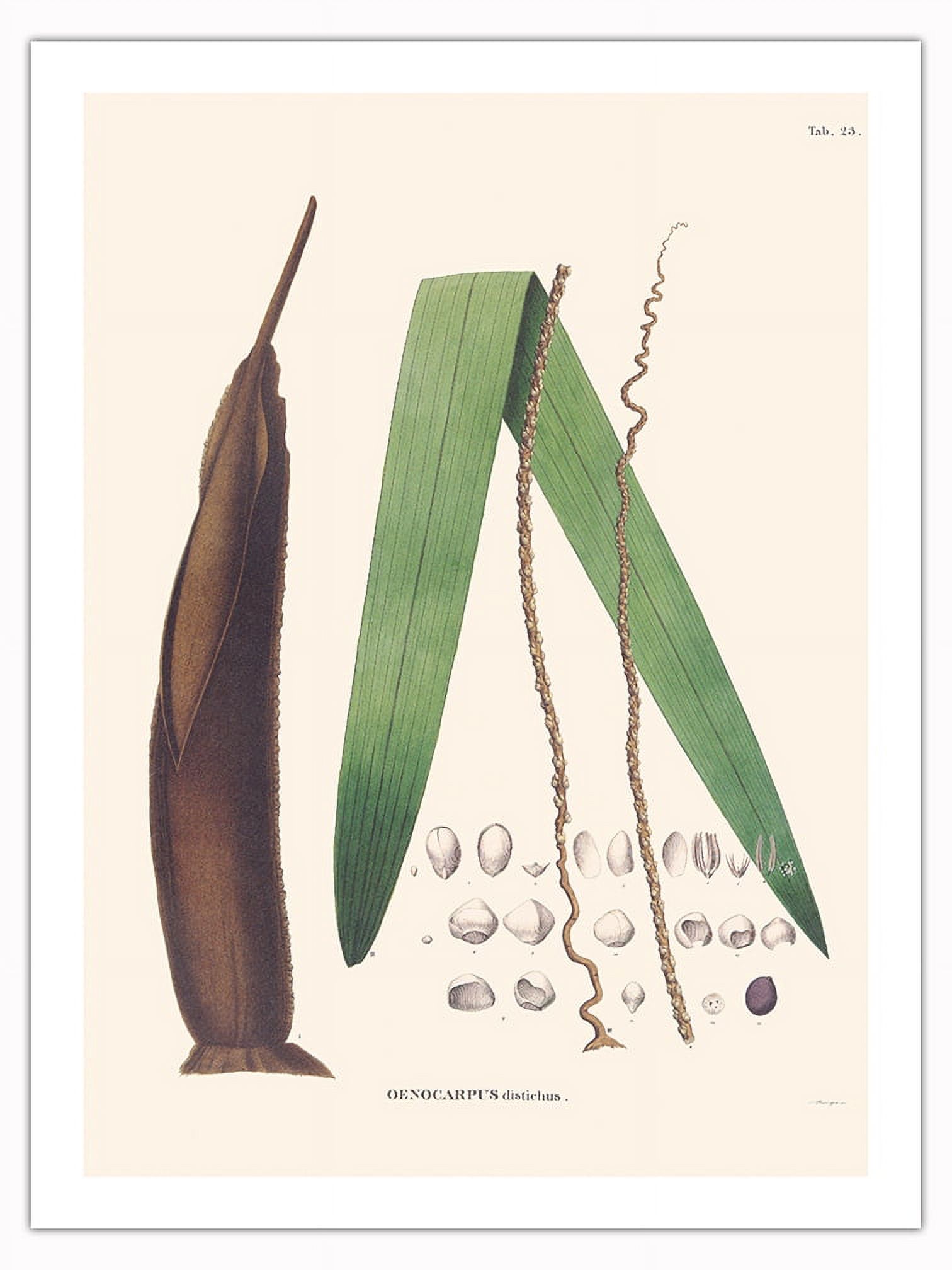 Palm Tree Leaf - Betel Nut Subfamily - (Oenocarpus Distichus) - Vintage ...