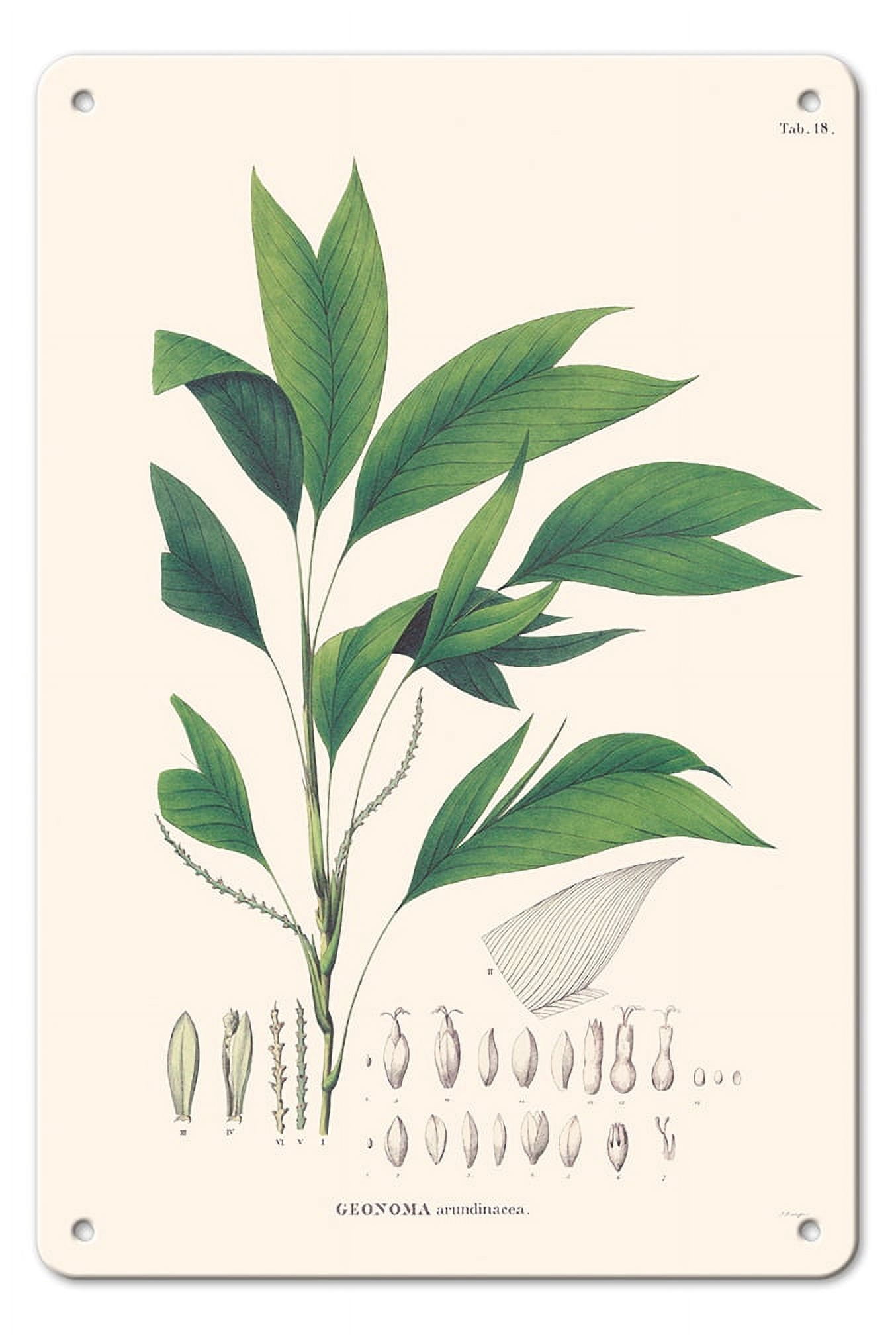 Palm Tree Leaf (Geonoma Arundinacea) - Vintage Botanical Illustration ...