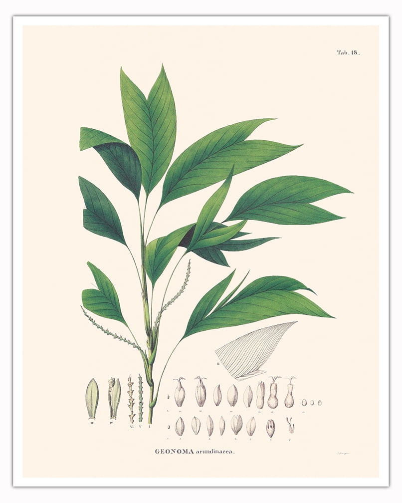 Palm Tree Leaf (Geonoma Arundinacea) - Vintage Botanical Illustration ...