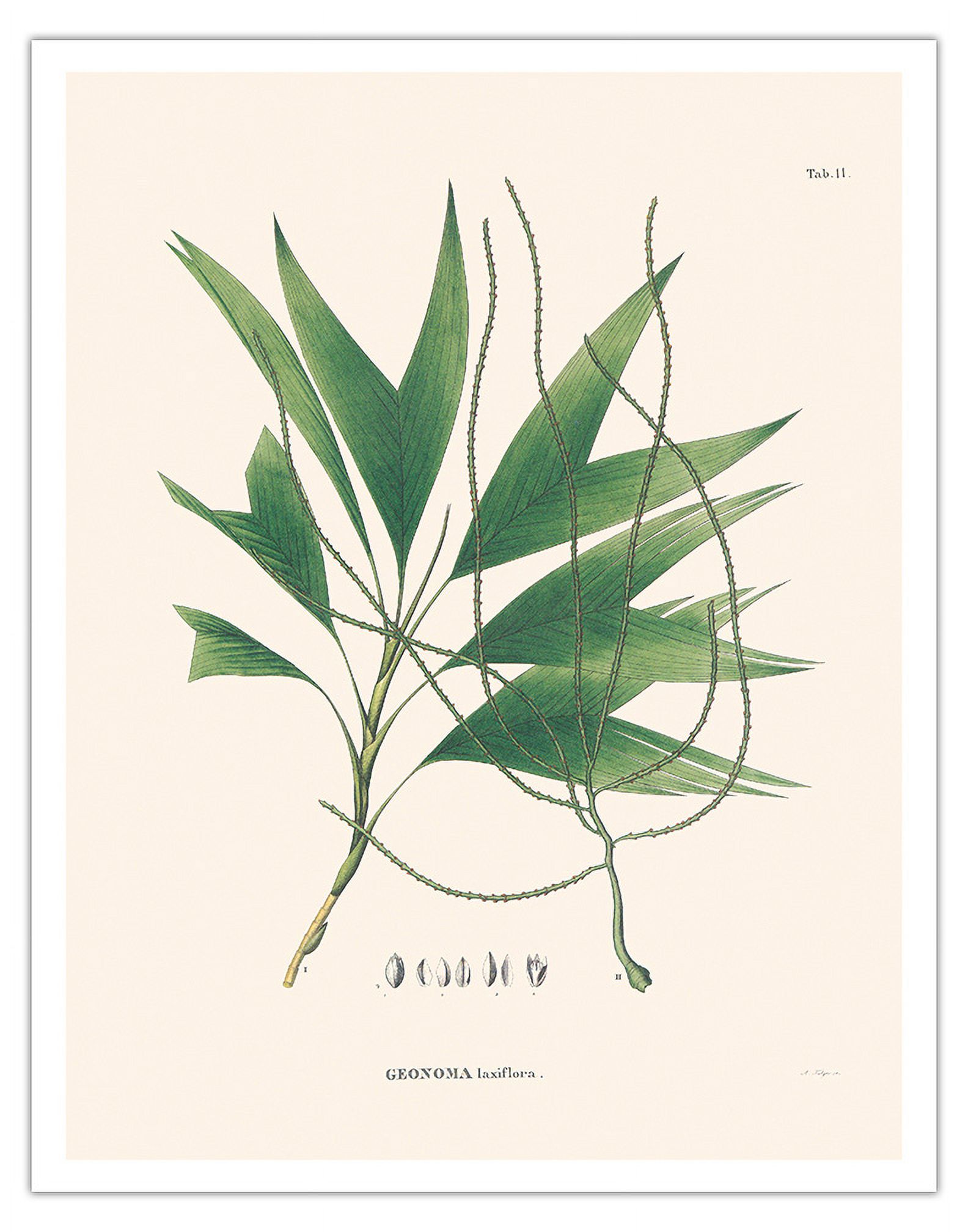 Palm Tree Leaf (Geonoma Laxiflora) - Vintage Botanical Illustration by ...