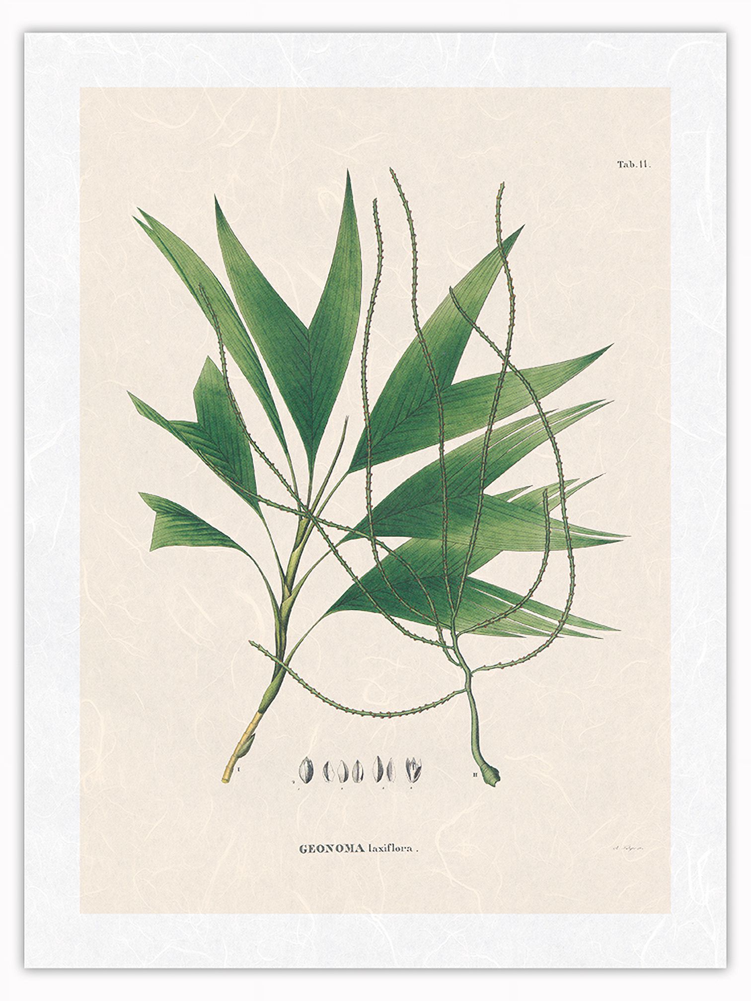 Palm Tree Leaf (Geonoma Laxiflora) - Vintage Botanical Illustration by ...