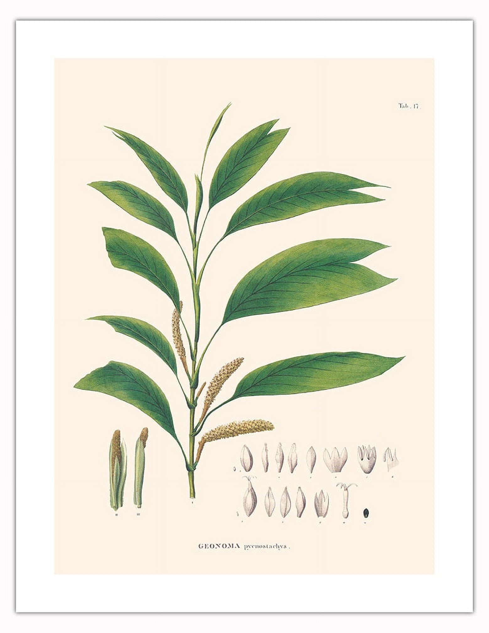Palm Tree Leaf (Geonoma Pyenostachys) - Vintage Botanical Illustration ...