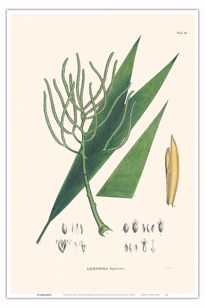 Palm Tree Leaf (Geonoma Spixiana) - Vintage Botanical Illustration by ...