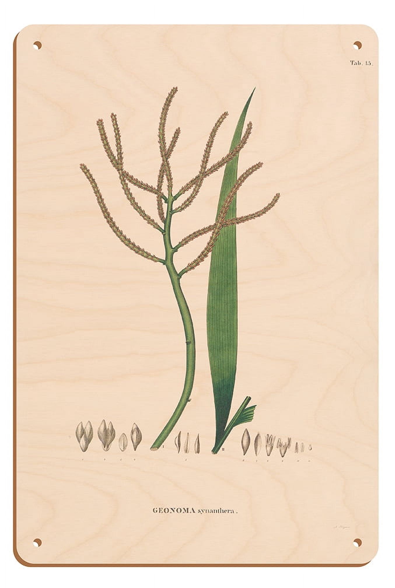 Palm Tree Leaf (Geonoma Synanthera) - Vintage Botanical Illustration by ...