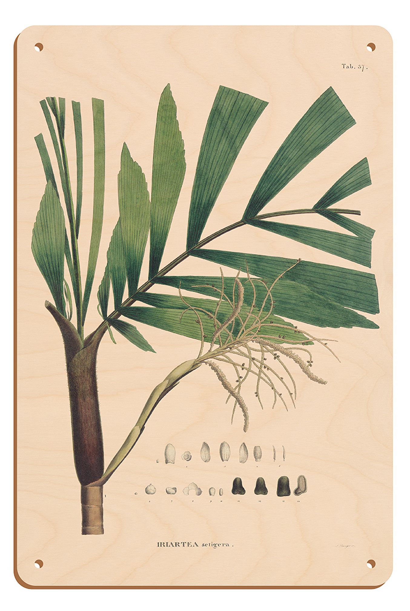 Palm Tree Leaf (Iriartella Setigera) - Vintage Botanical Illustration ...