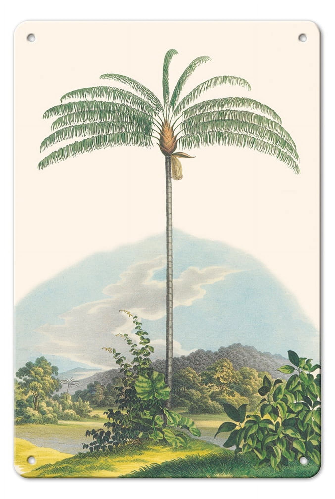Palm Tree (Oenocarpus Distichus) - Brazil - Vintage Botanical ...