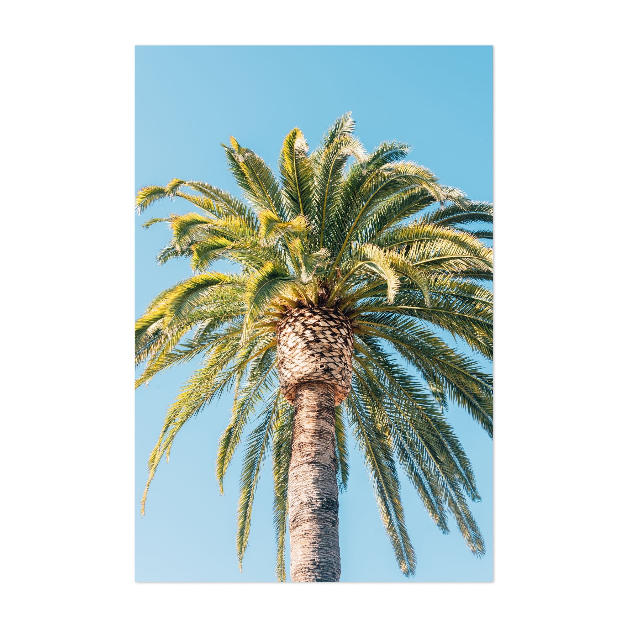 Palm Tree, Santa Barbara - Santa Barbara California Photography Palm ...