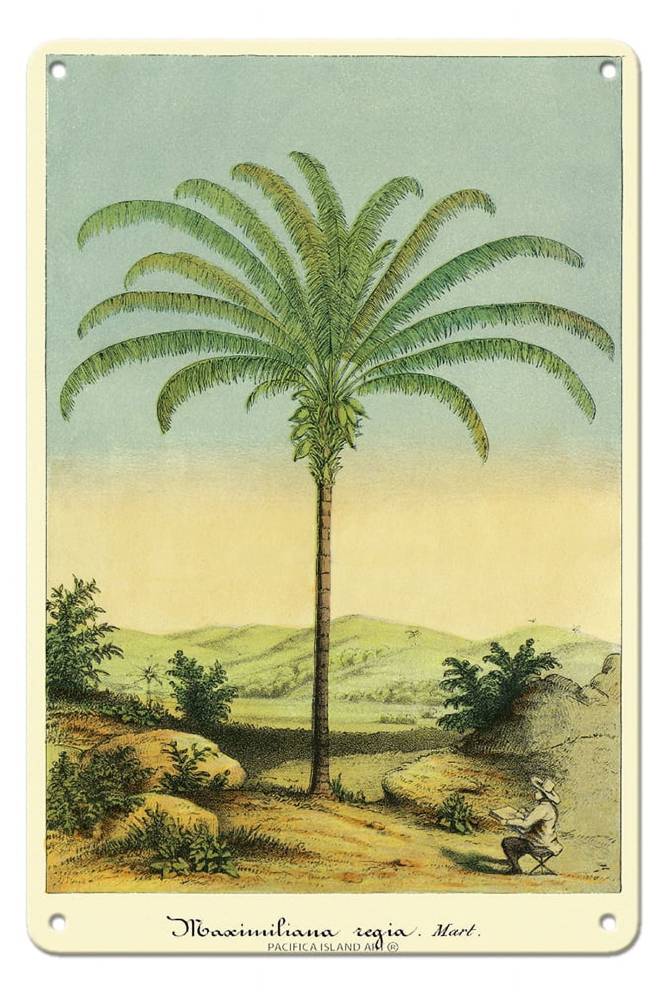 Palm Tree - South American Attalea Maripa (Maximiliana regia Martius ...