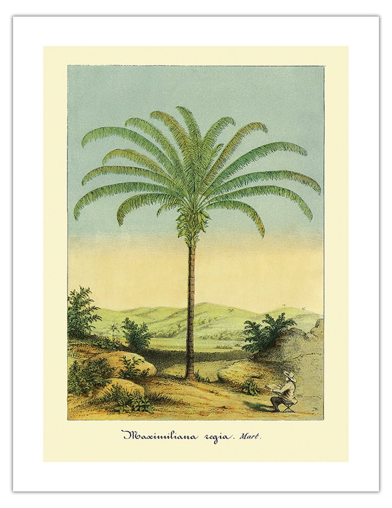 Palm Tree - South American Attalea Maripa (Maximiliana regia Martius ...