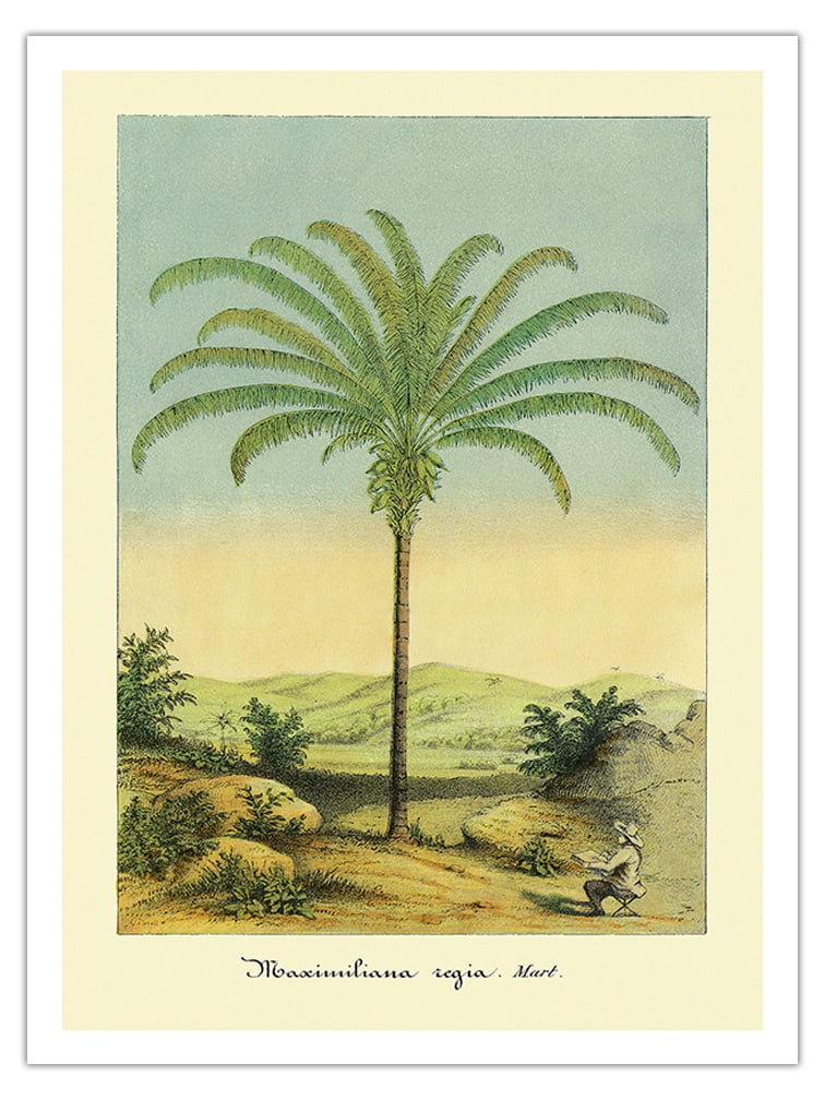 Palm Tree - South American Attalea Maripa (Maximiliana regia Martius ...