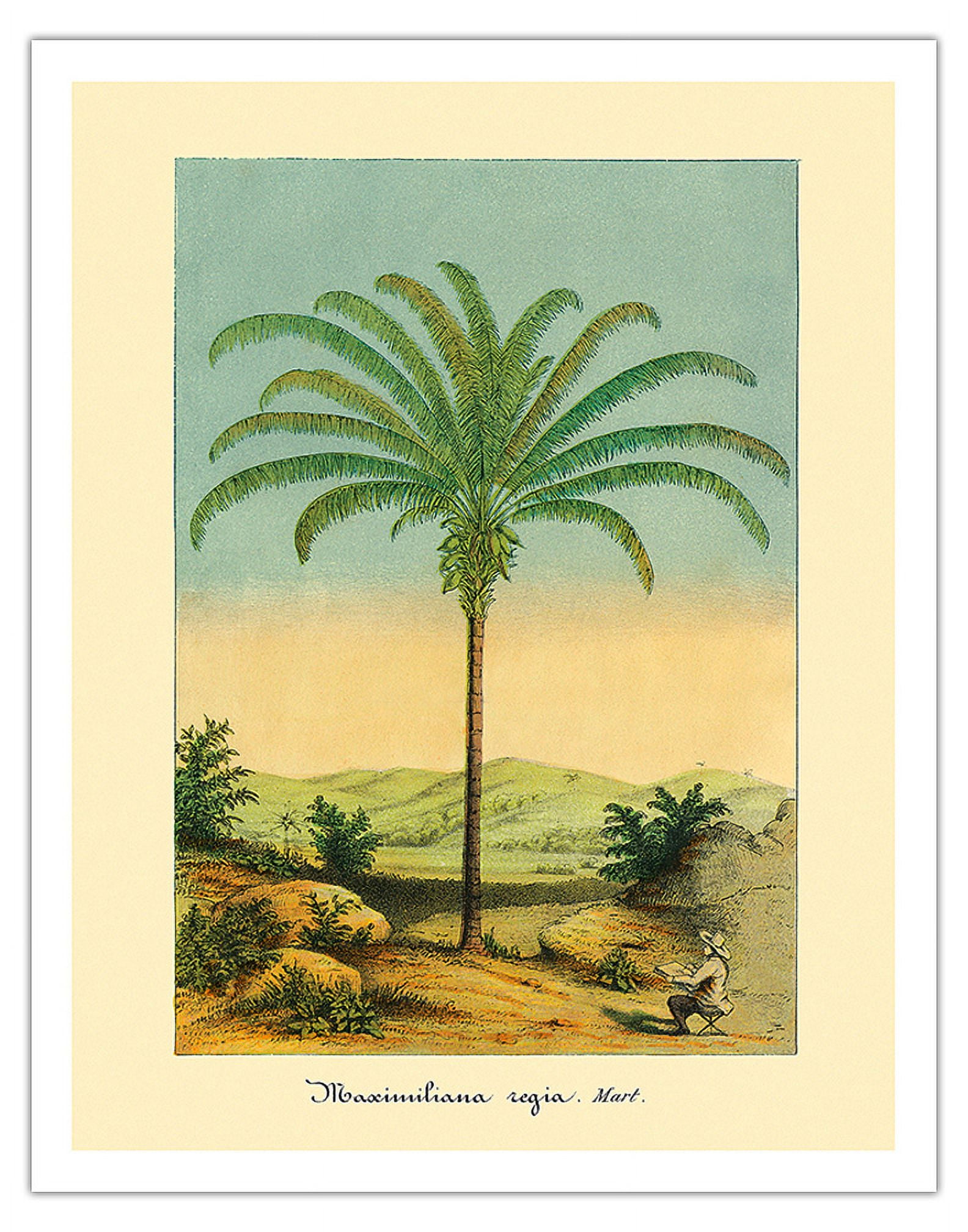Palm Tree - South American Attalea Maripa (Maximiliana regia Martius ...