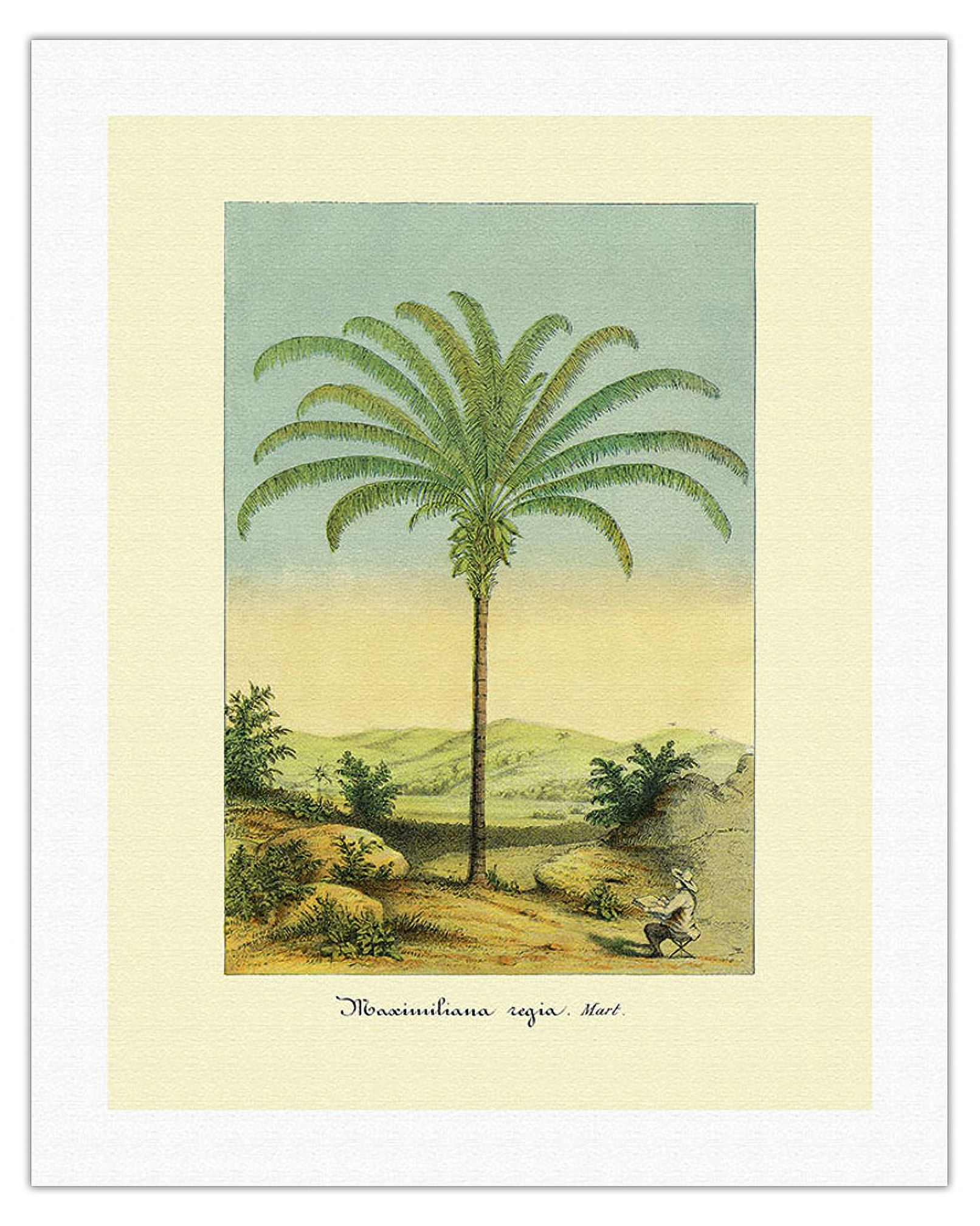 Palm Tree - South American Attalea Maripa (Maximiliana regia Martius ...