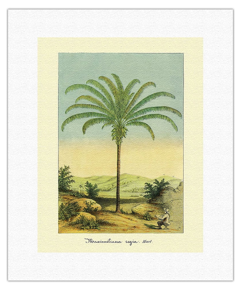 Palm Tree - South American Attalea Maripa (Maximiliana regia Martius ...
