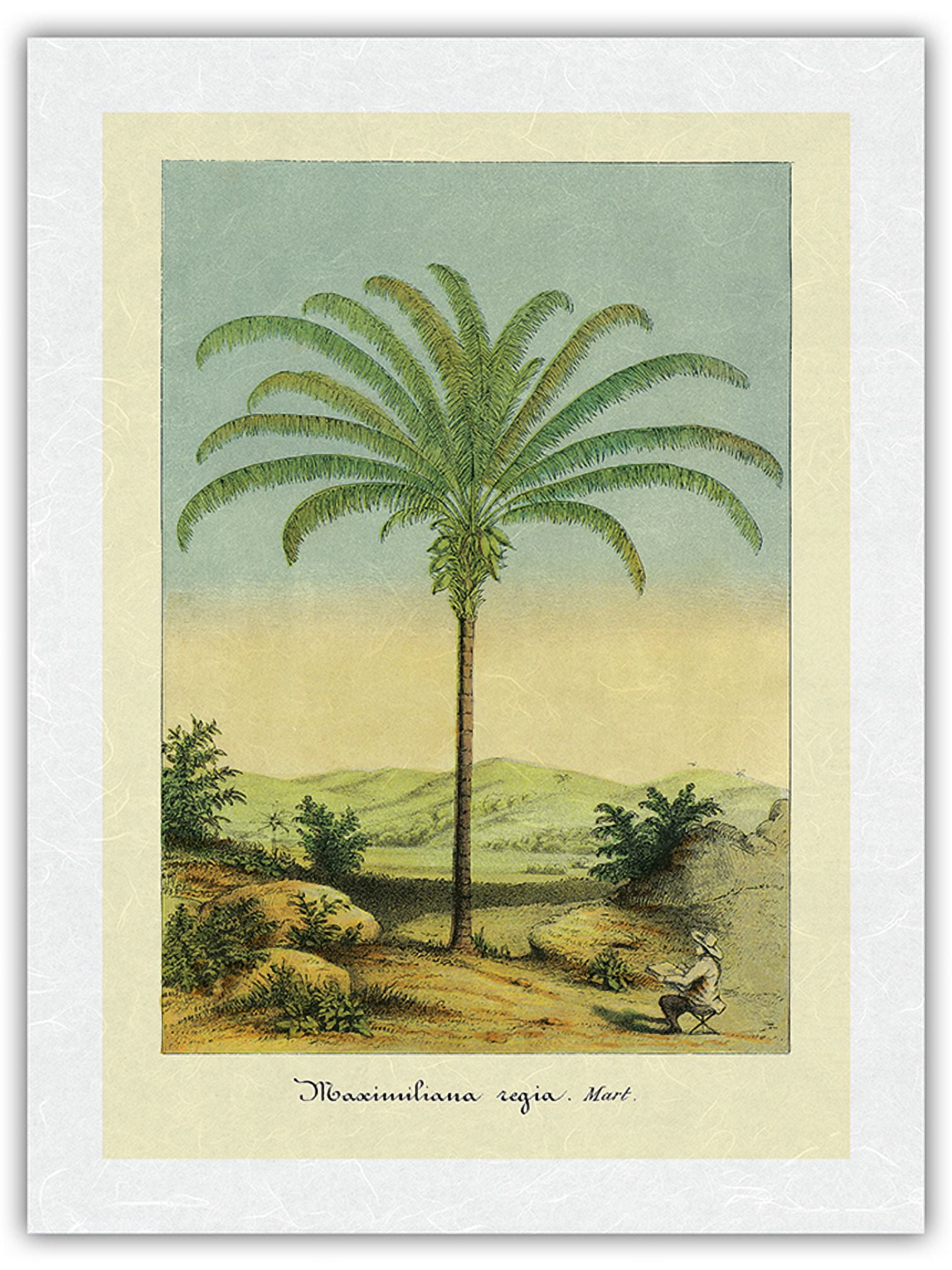 Palm Tree - South American Attalea Maripa (Maximiliana regia Martius ...