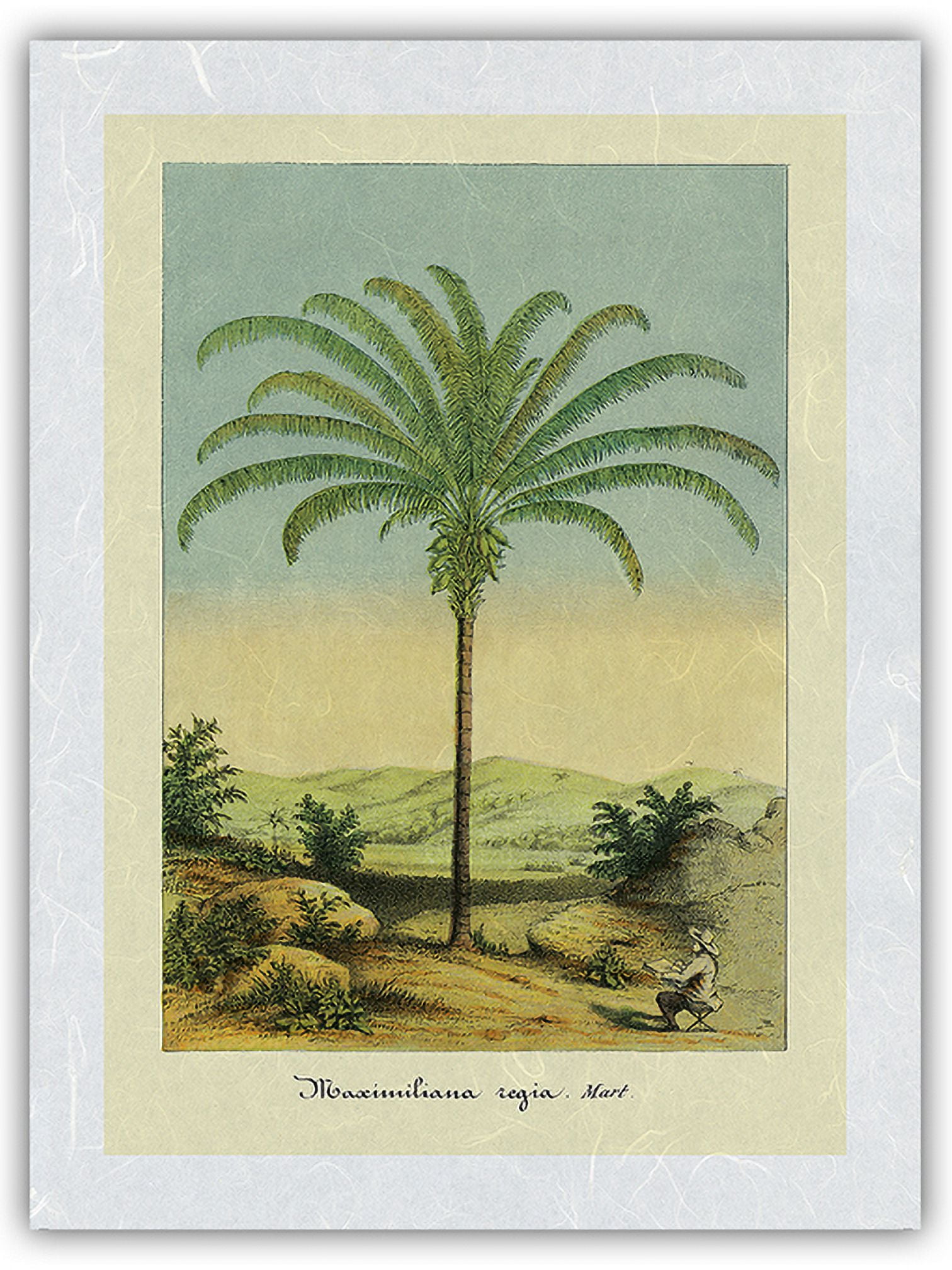 Palm Tree - South American Attalea Maripa (Maximiliana regia Martius ...