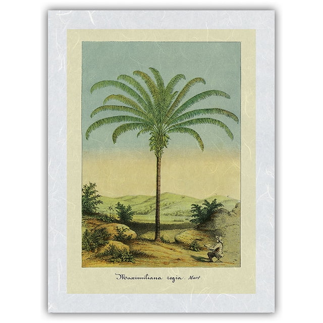 Palm Tree - South American Attalea Maripa (Maximiliana regia Martius ...