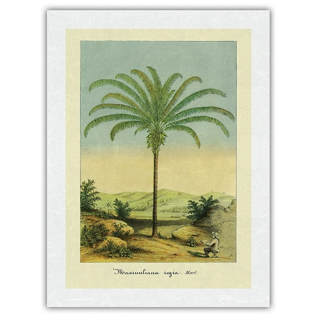 Palm Tree - South American Attalea Maripa (Maximiliana regia Martius ...