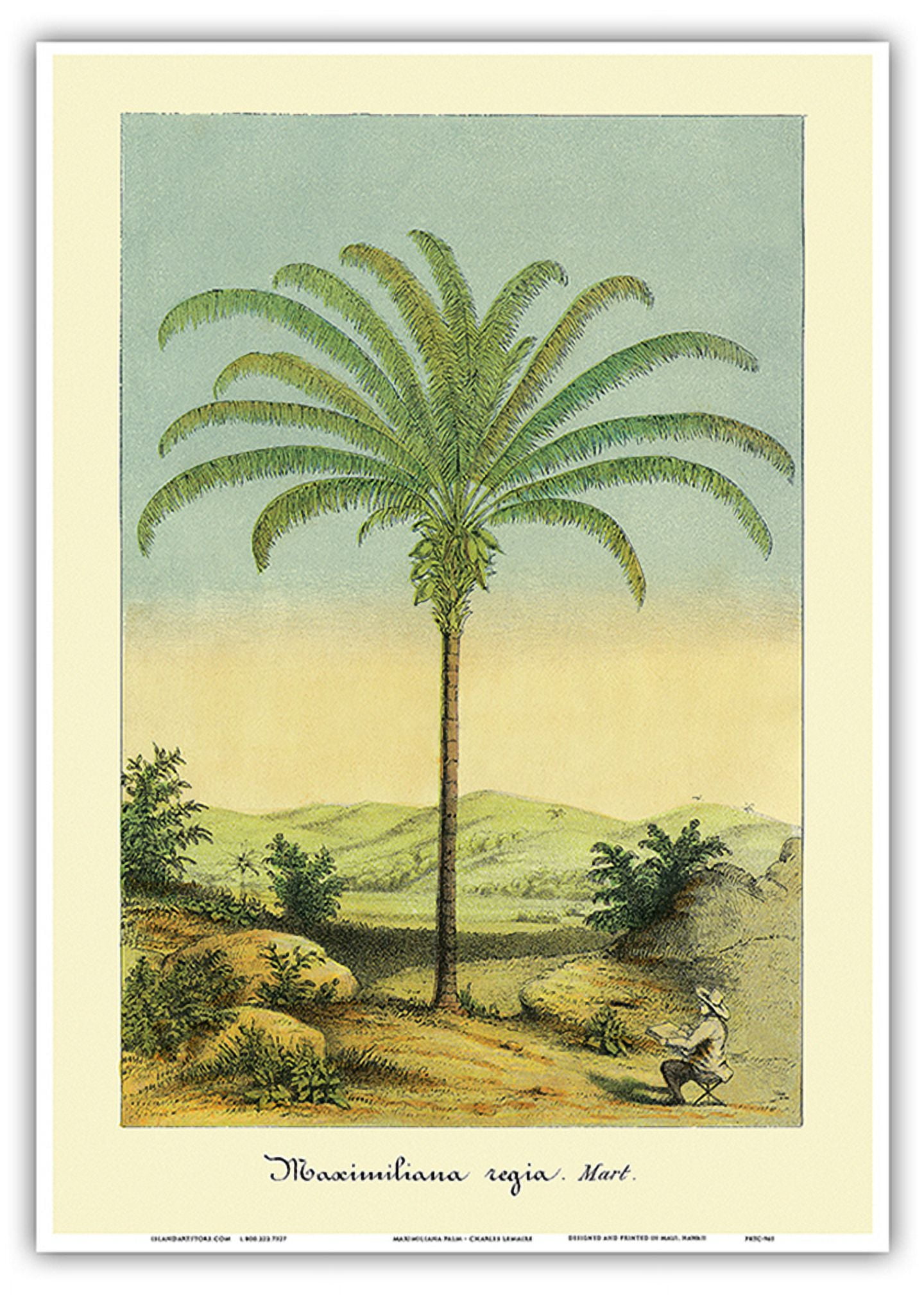 Palm Tree - South American Attalea Maripa (Maximiliana regia Martius ...