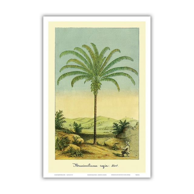 Palm Tree - South American Attalea Maripa (Maximiliana regia Martius ...