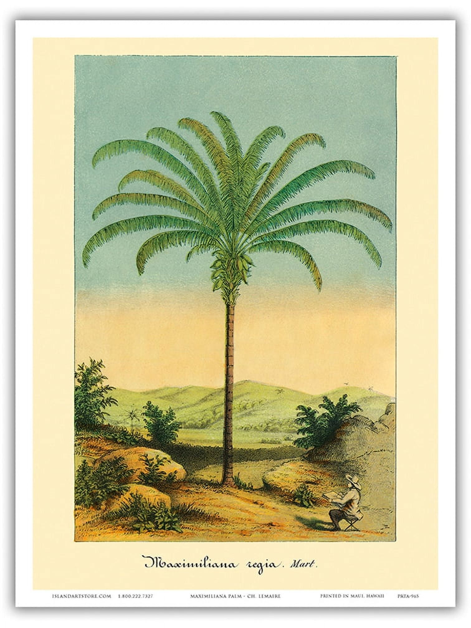 Palm Tree - South American Attalea Maripa (Maximiliana regia Martius ...