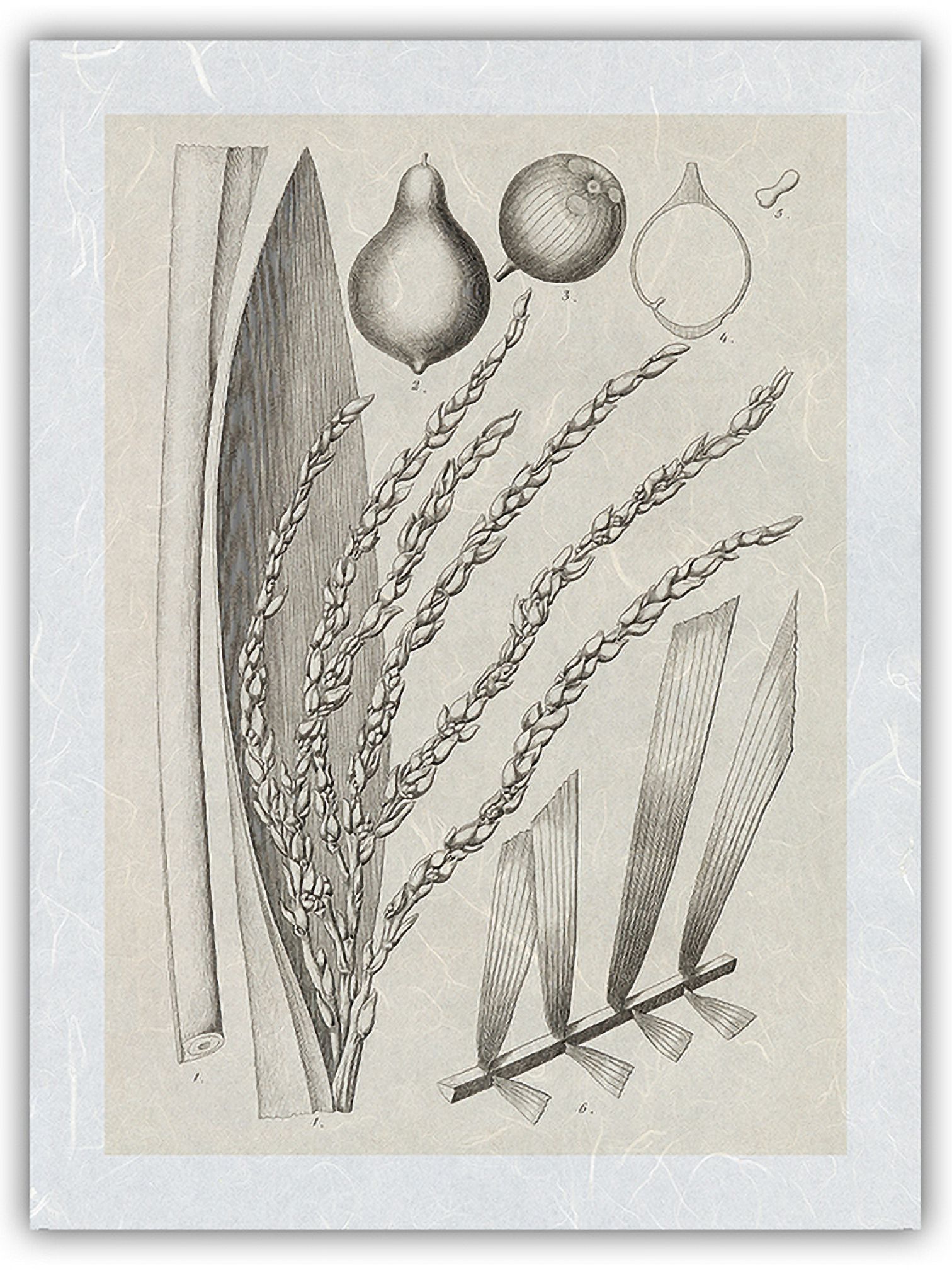 Palm Tree (Syagrus Cocoides Mart.) - Vintage Botanical Illustration c ...