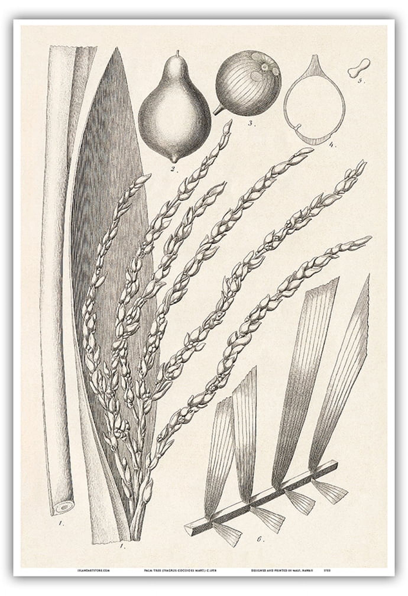 Palm Tree (Syagrus Cocoides Mart.) - Vintage Botanical Illustration c ...