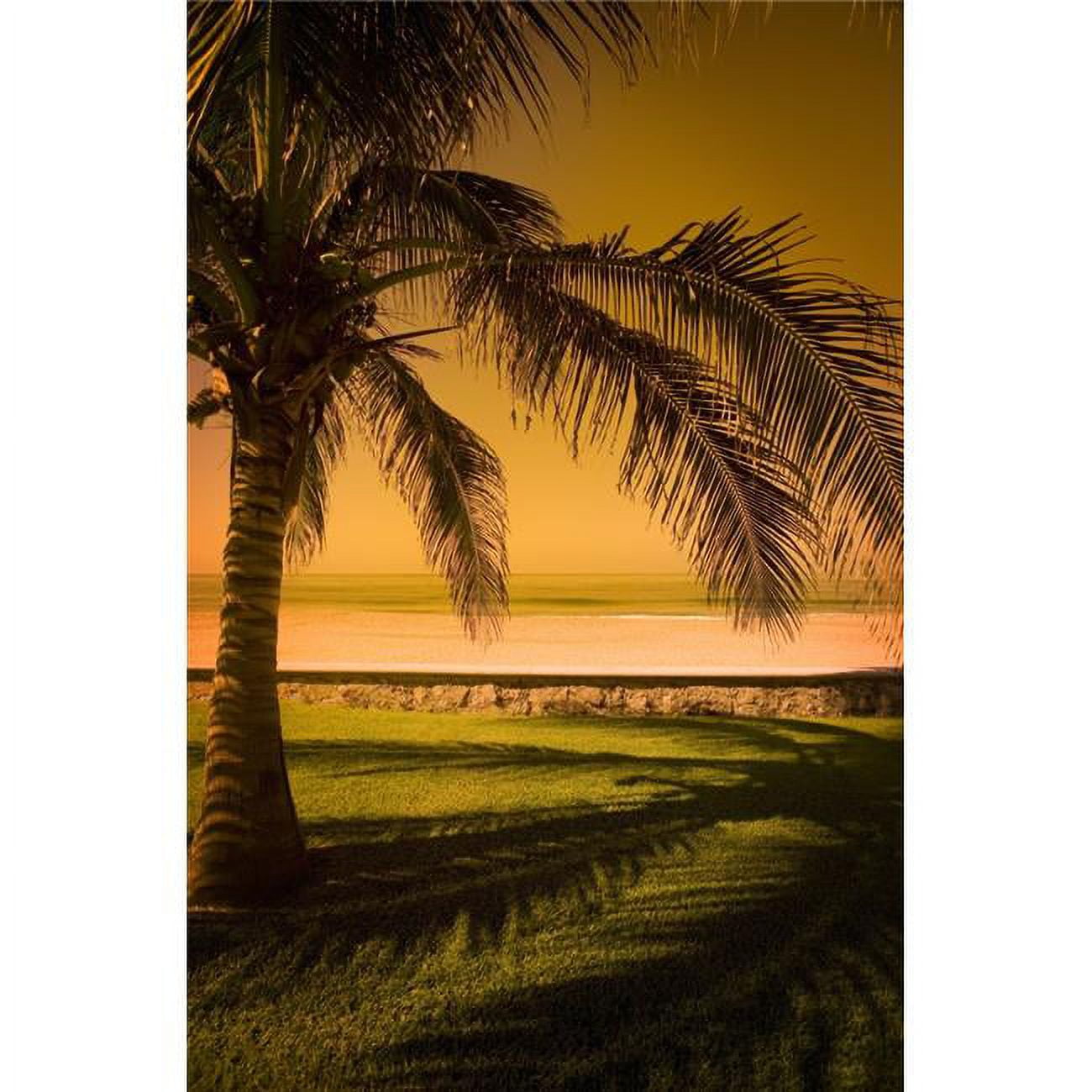 Palm Tree in Mazatlan Mexico Poster Print by Darren Greenwood - 24 x 36 ...