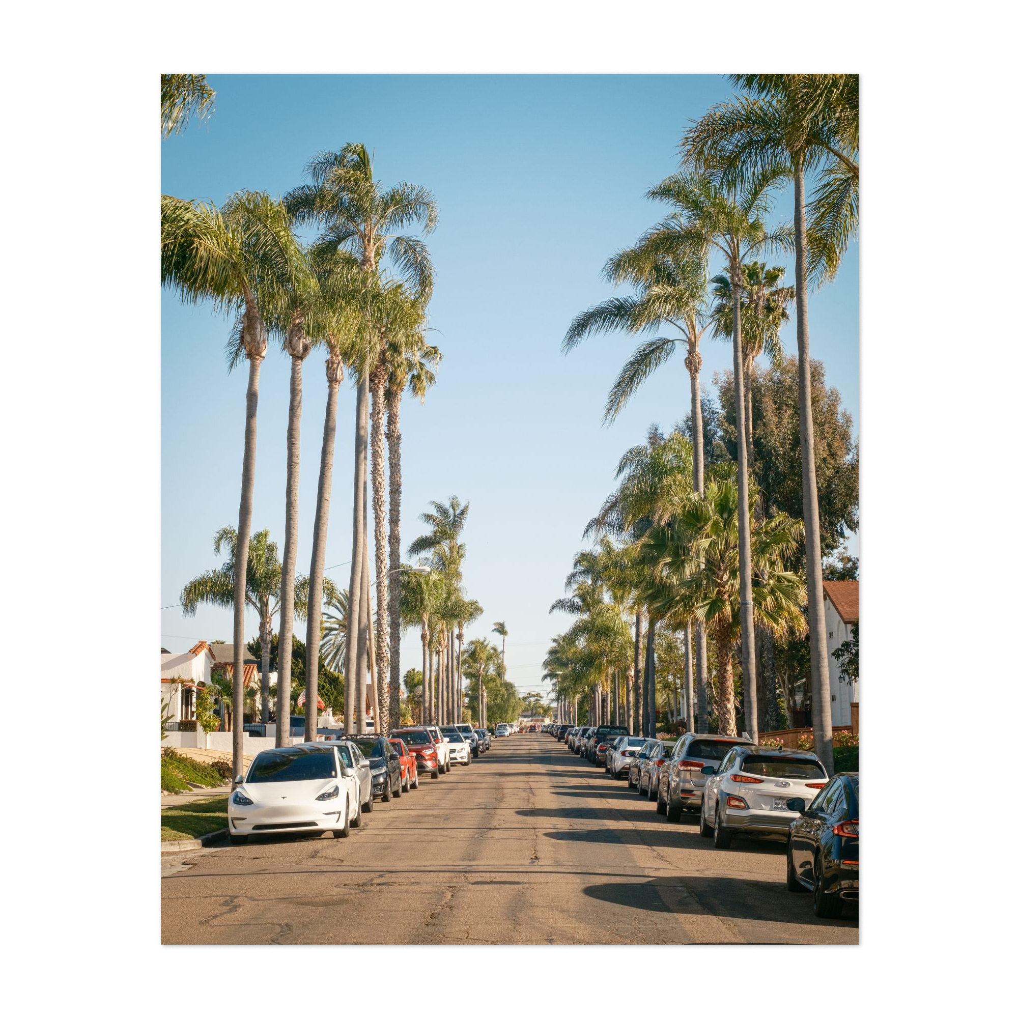 Palm Trees in Kensington, San Diego - San Diego California Photography ...
