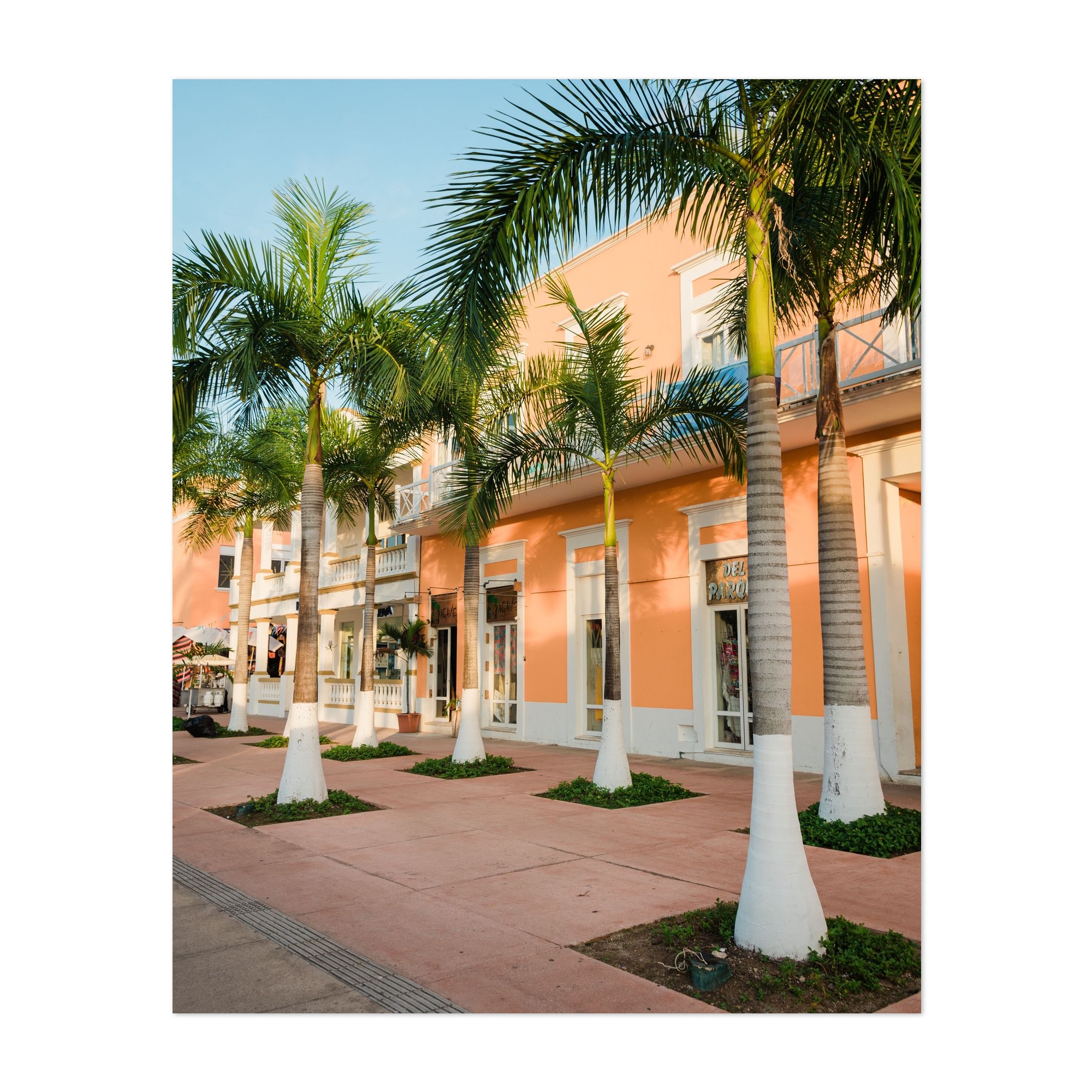 Palm Trees, Plaza del Sol - San Miguel de Cozumel Quintana Roo Mexico ...