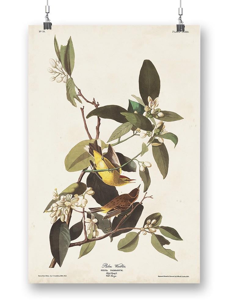 Palm Warbler Iii Poster - John James Audubon Designs, - Walmart.com