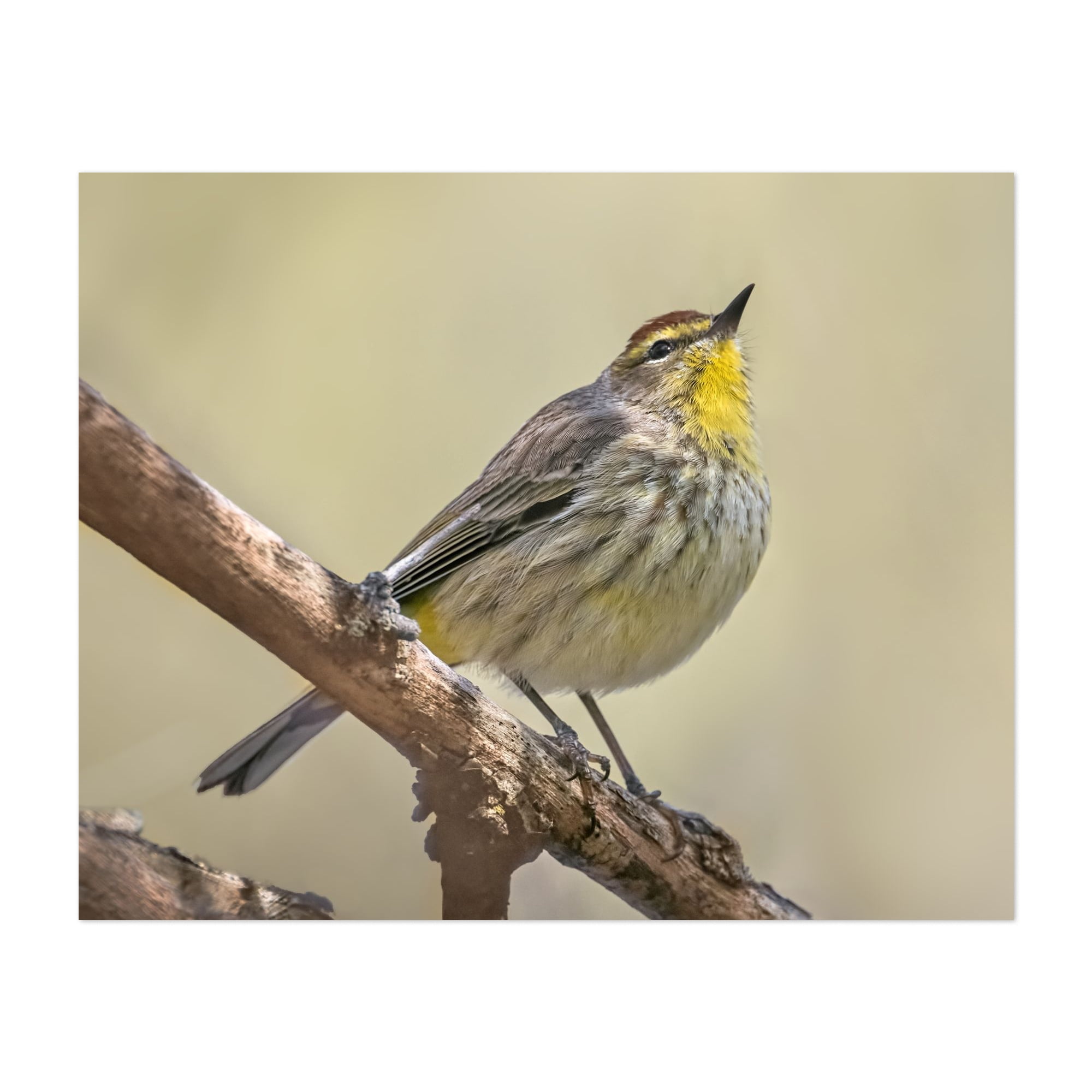 Palm Warbler - Photography Bird Wildlife Nature Animal Woodland Scenic ...