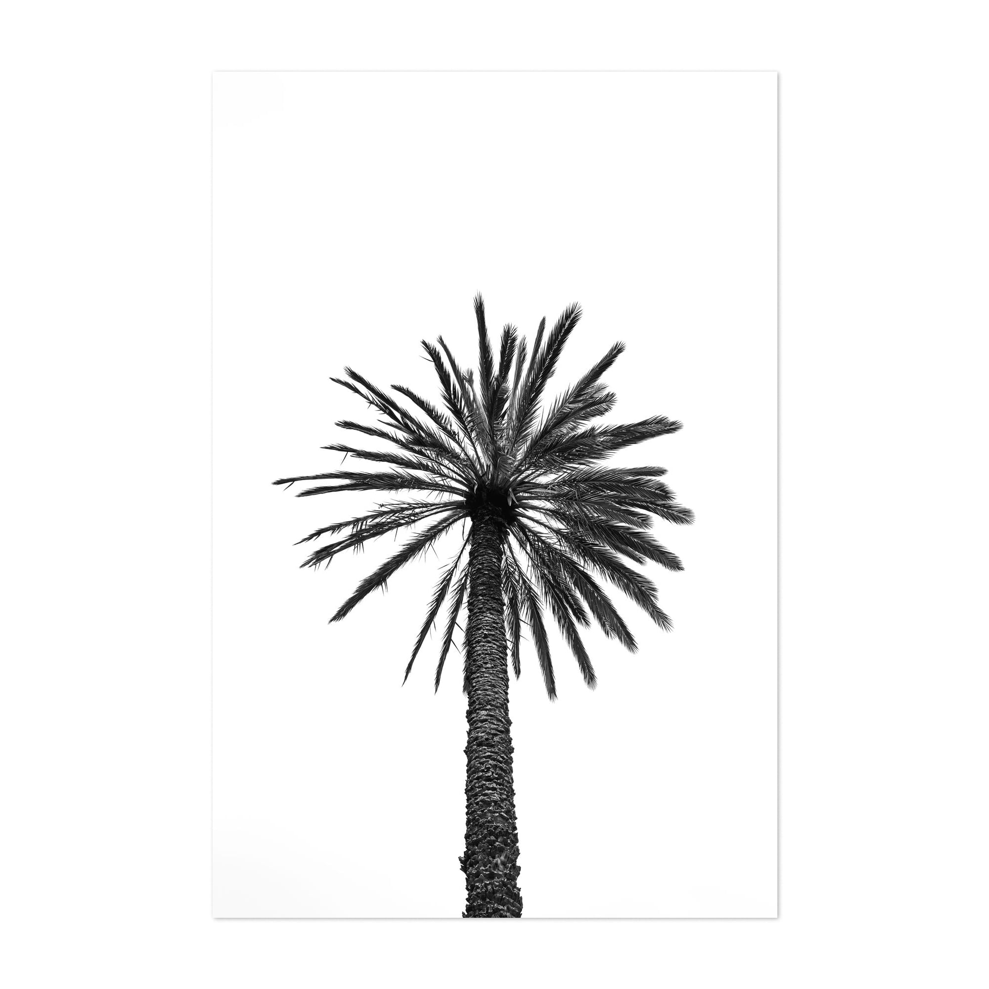 Palm tree in Marrakesh - Marrakesh Marrakesh-Safi Morocco Photography ...