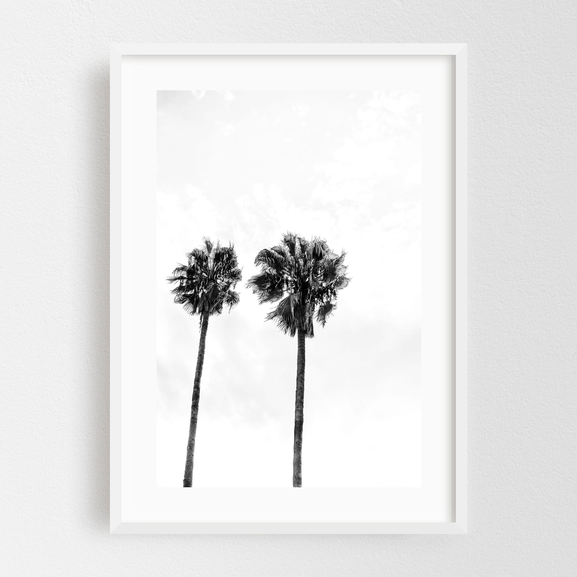 Palm trees in black and white in Marrakesh - Marrakesh Marrakesh-Safi ...