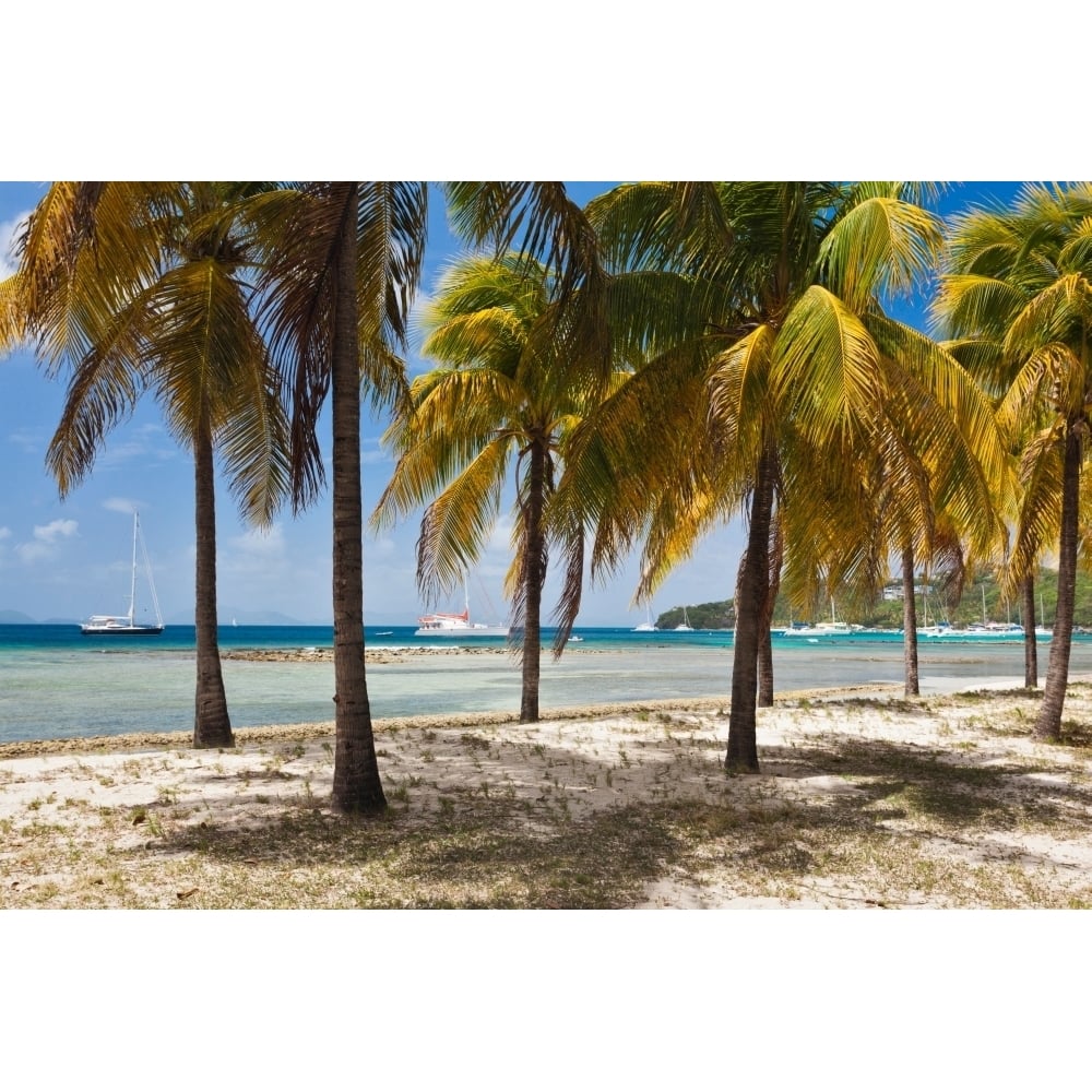 Palm trees on beach Britannia Bay Mustique Saint Vincent And The ...