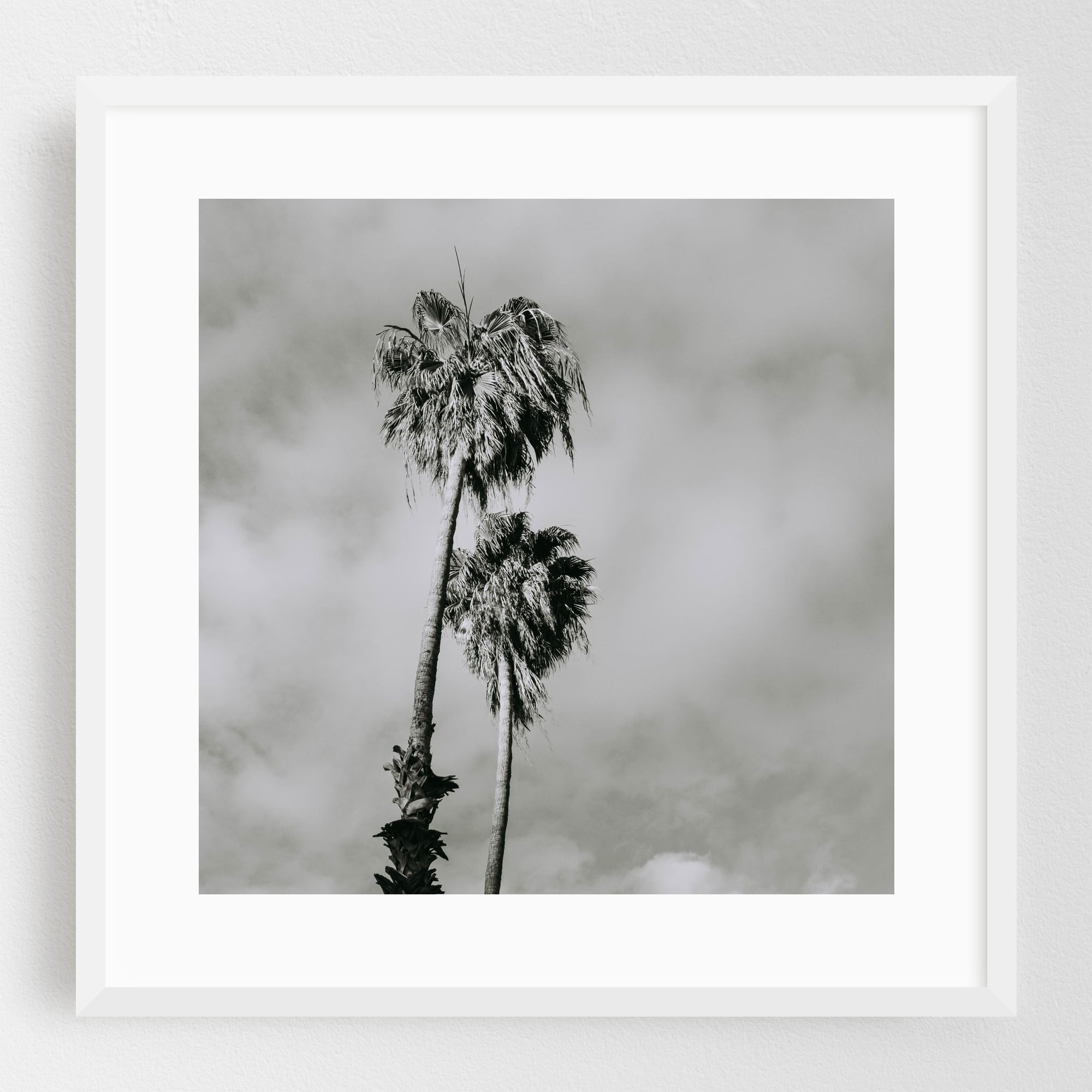 Palms Black and White - Visalia California Photography Palm Tree Black ...