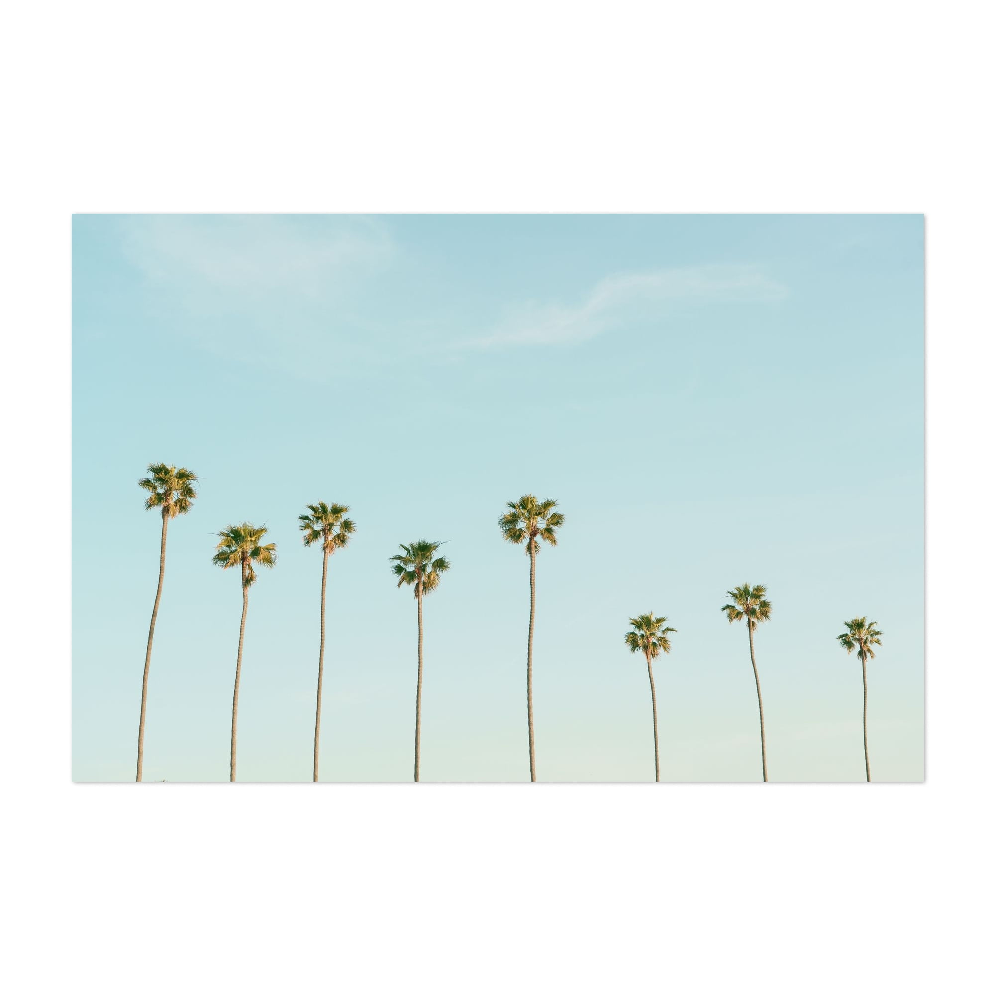 Palms in Corona Del Mar - Newport Beach California Photography Palm ...